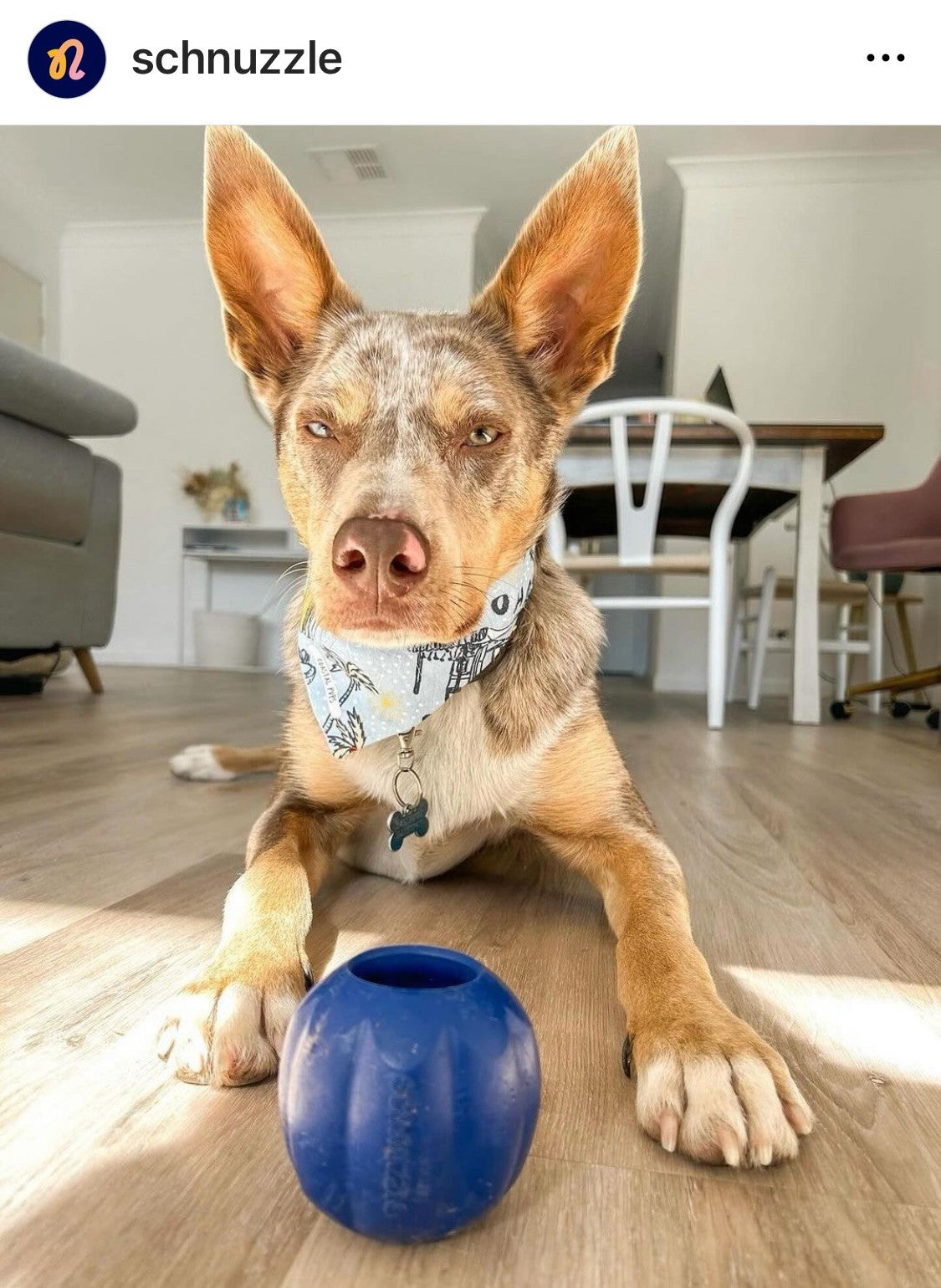 Find Your Perfect Furry Companion: Adopting a Dog Near You – Schnuzzle Pty Ltd