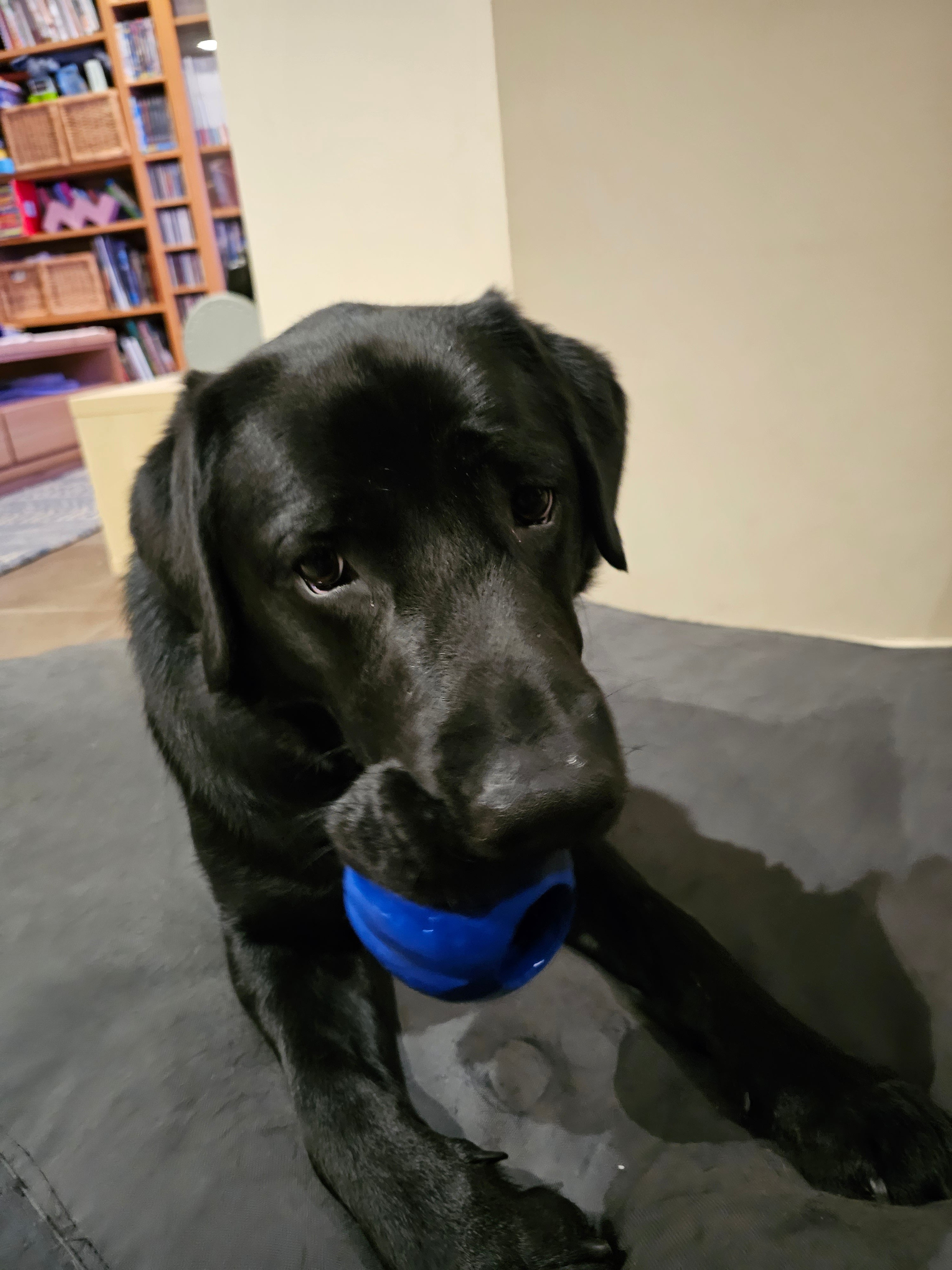 Which Animals Have The Best Sense Of Smell? – Schnuzzle Pty Ltd