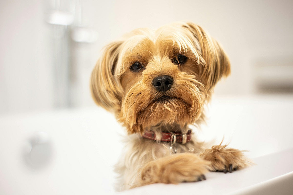 Dog Wash 101: A Comprehensive Guide – Schnuzzle Pty Ltd