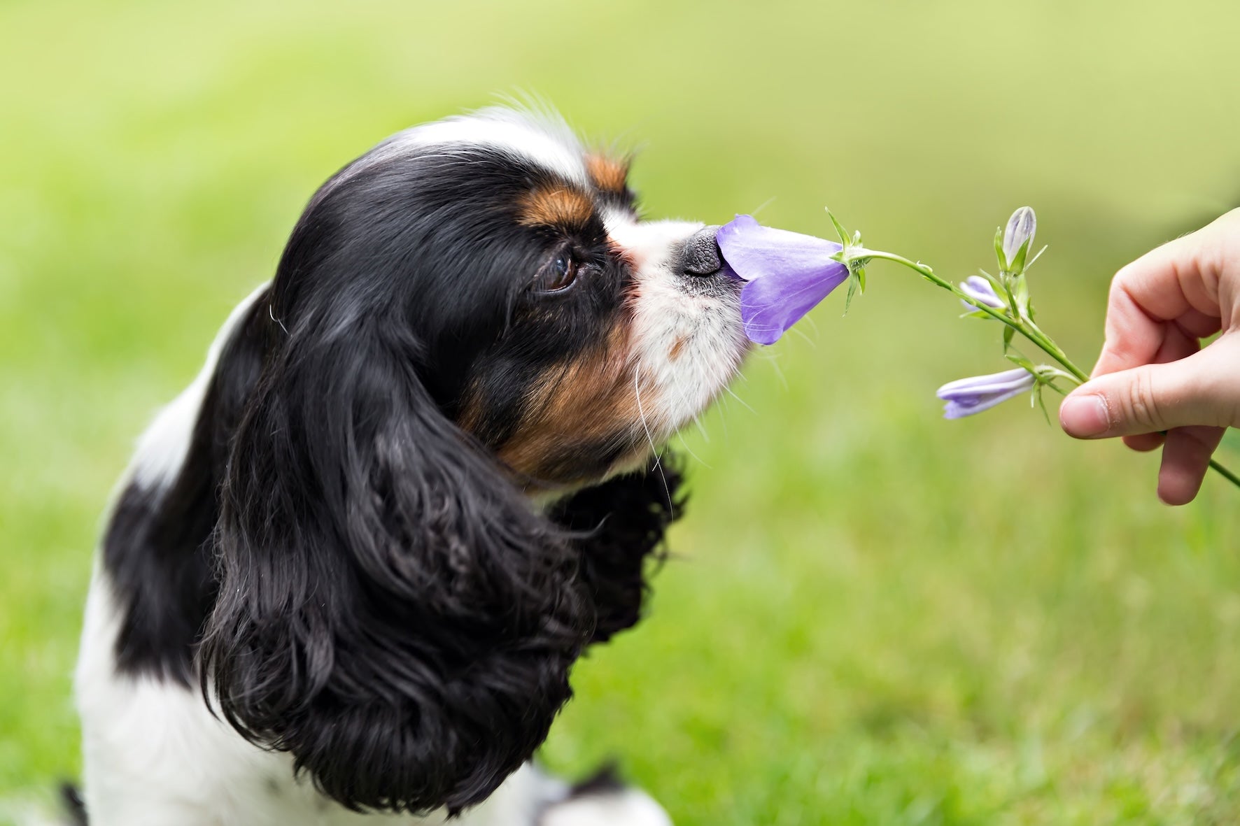 The Benefits Of Sniffing For Dogs: Boosting Their Happiness And Well-B ...