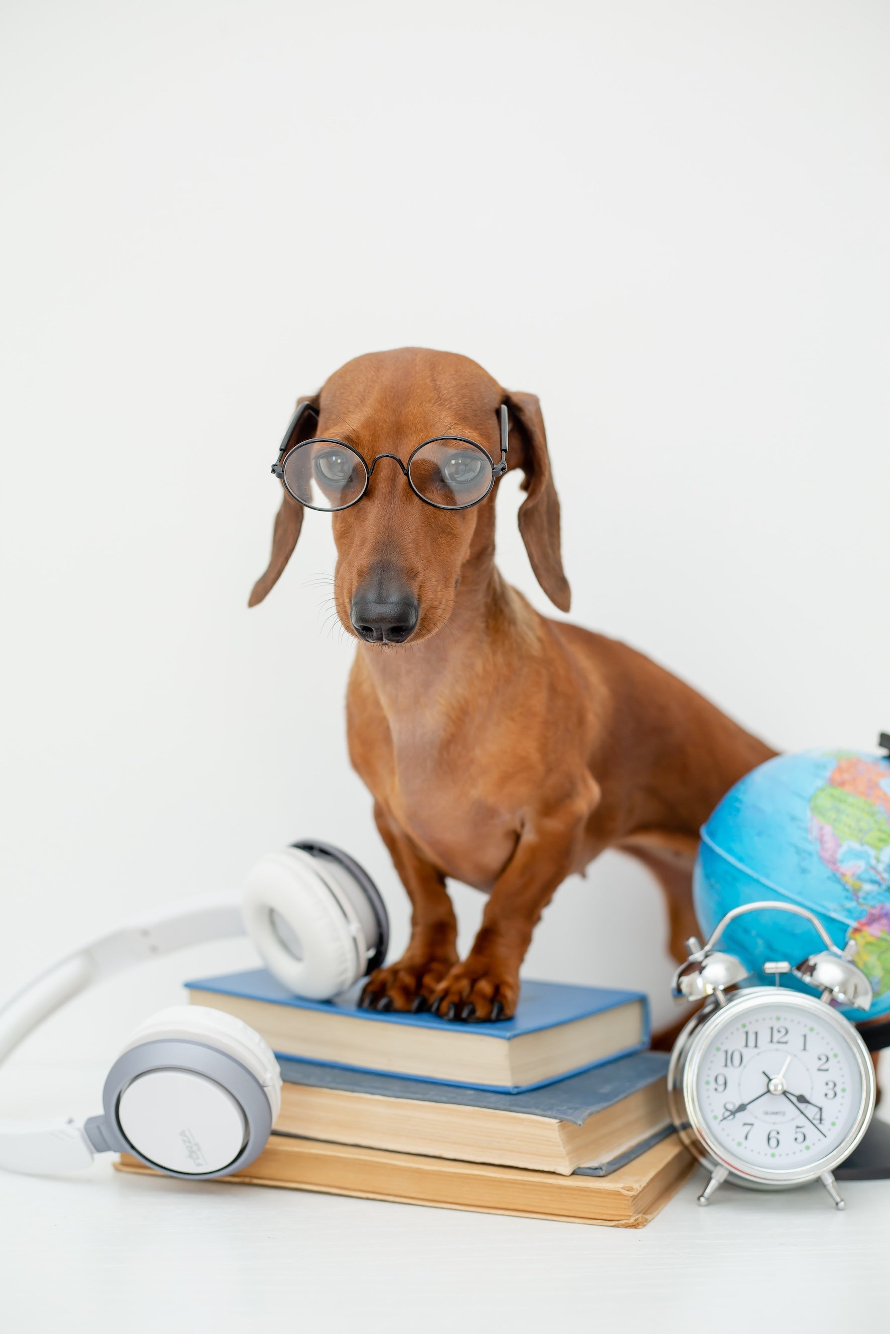 The Language Of Dogs: Understanding Canine Communication And Emotions ...