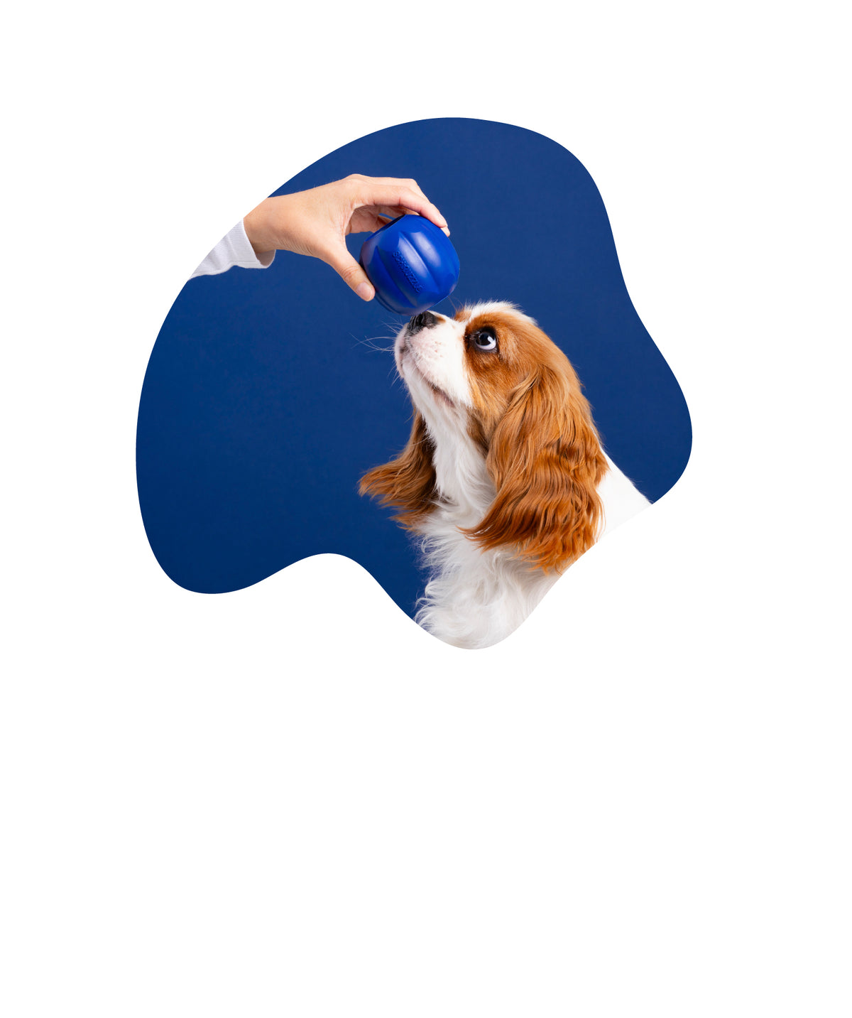 Schnuzzle | Like a ball, just 10,000x better – Schnuzzle Pty Ltd