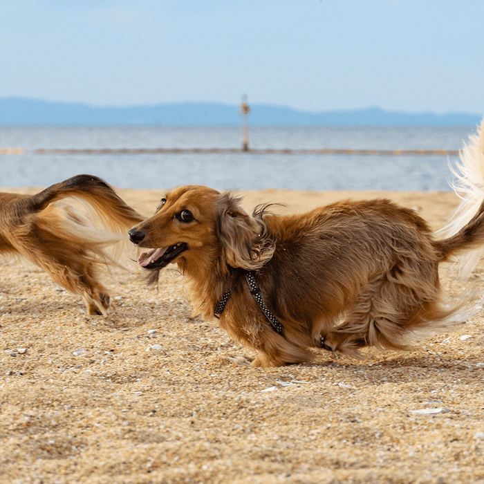 Schnuzzle | Like a ball, just 10,000x better